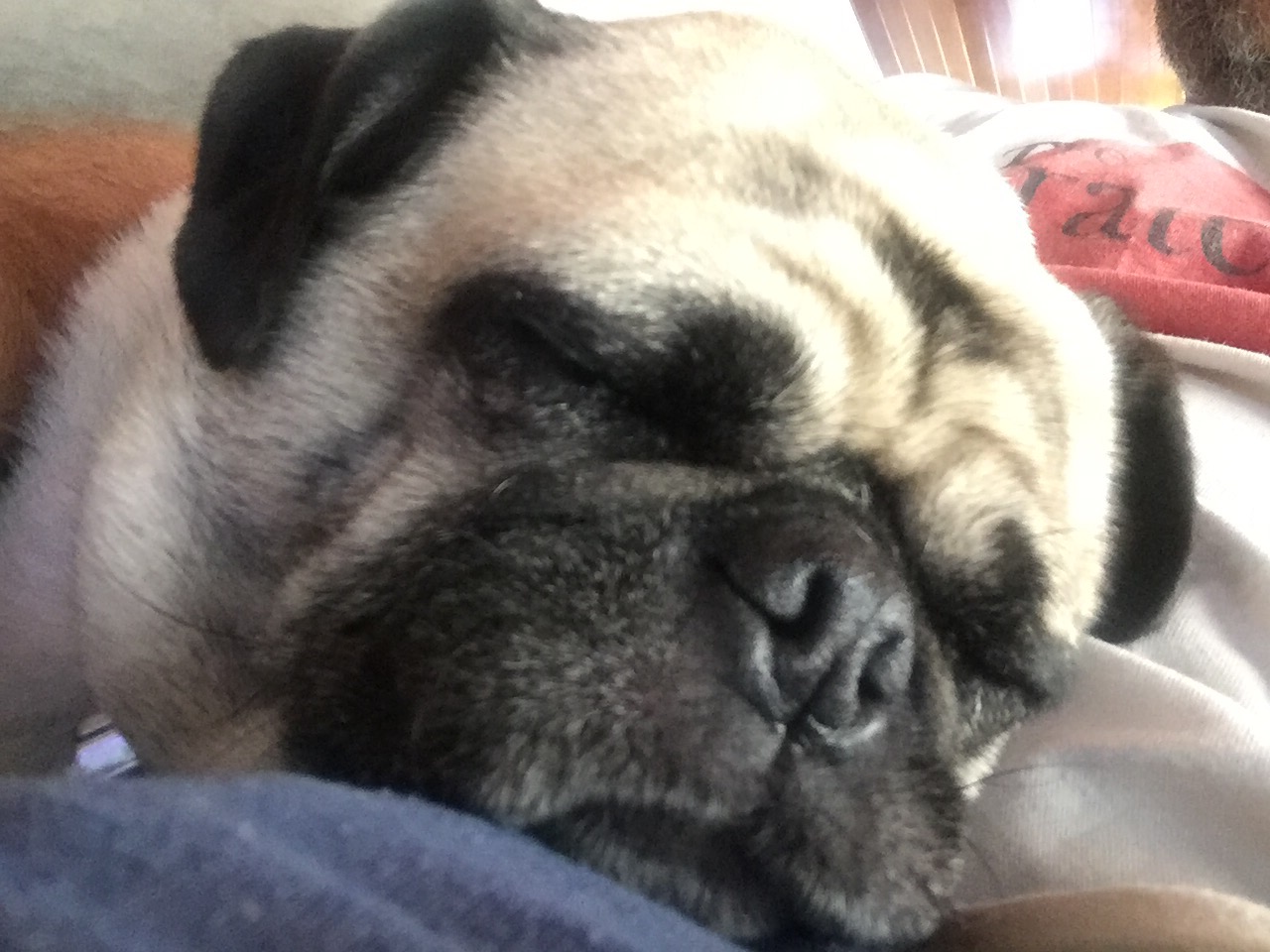 Autism. A Pug. A long goodbye. – autismdadinthe603